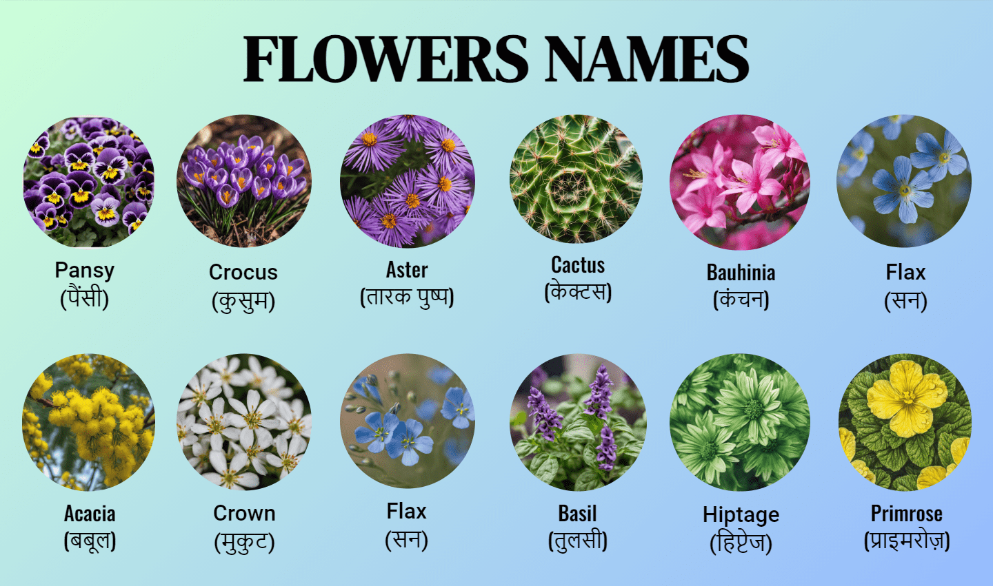 150 Flowers Name in Hindi & English with Pics | Phoolon Ke Naam