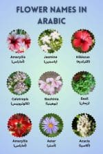 Charming Flower Names in Arabic With Illustrative Pics